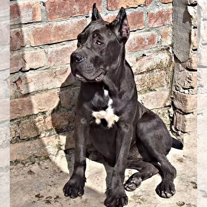 Кане-корсо, щенок