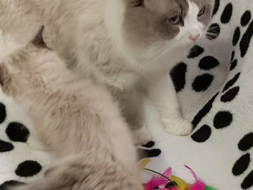 Классный парень рэгдолл