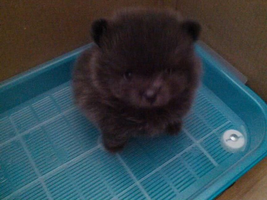 Шпиц мальчик померанчик