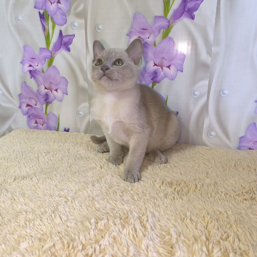 Лиловая кошечка европейская бурма с документами