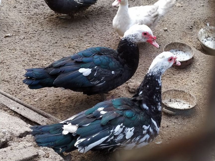 Индоутка мускусная утка