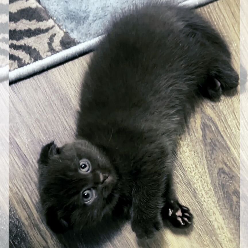 Шотландский вислоухий короткошёрстный котёнок