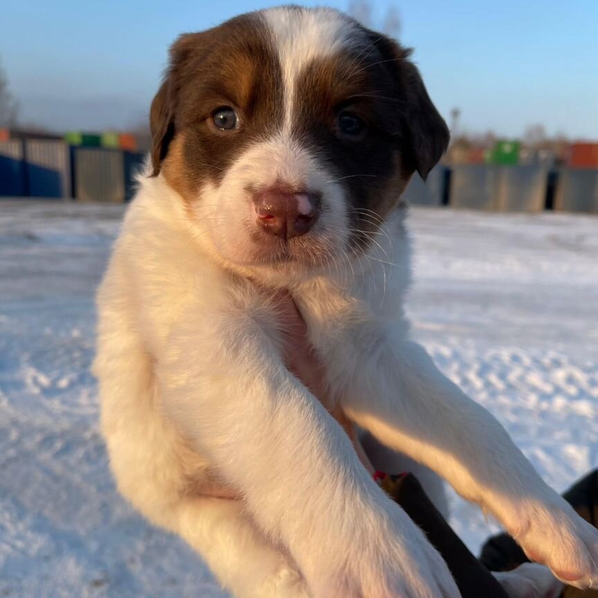 Щенок в добрые руки