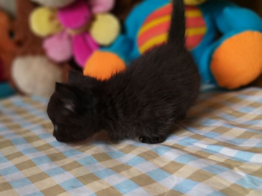 Котята манчкин