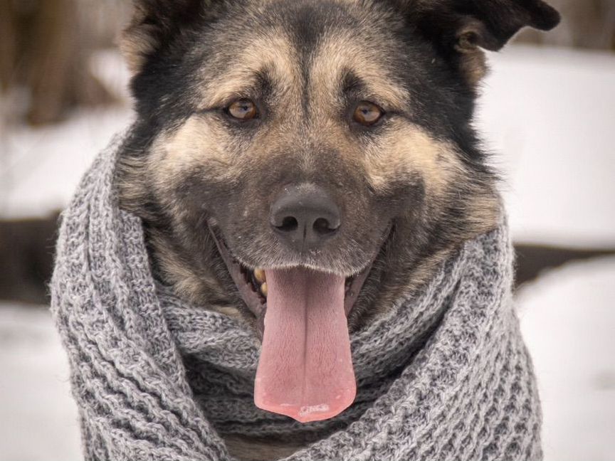 Собака для семьи