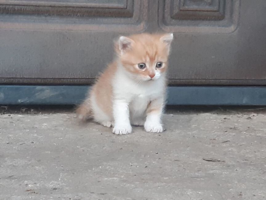 Отдам рыжего котенка