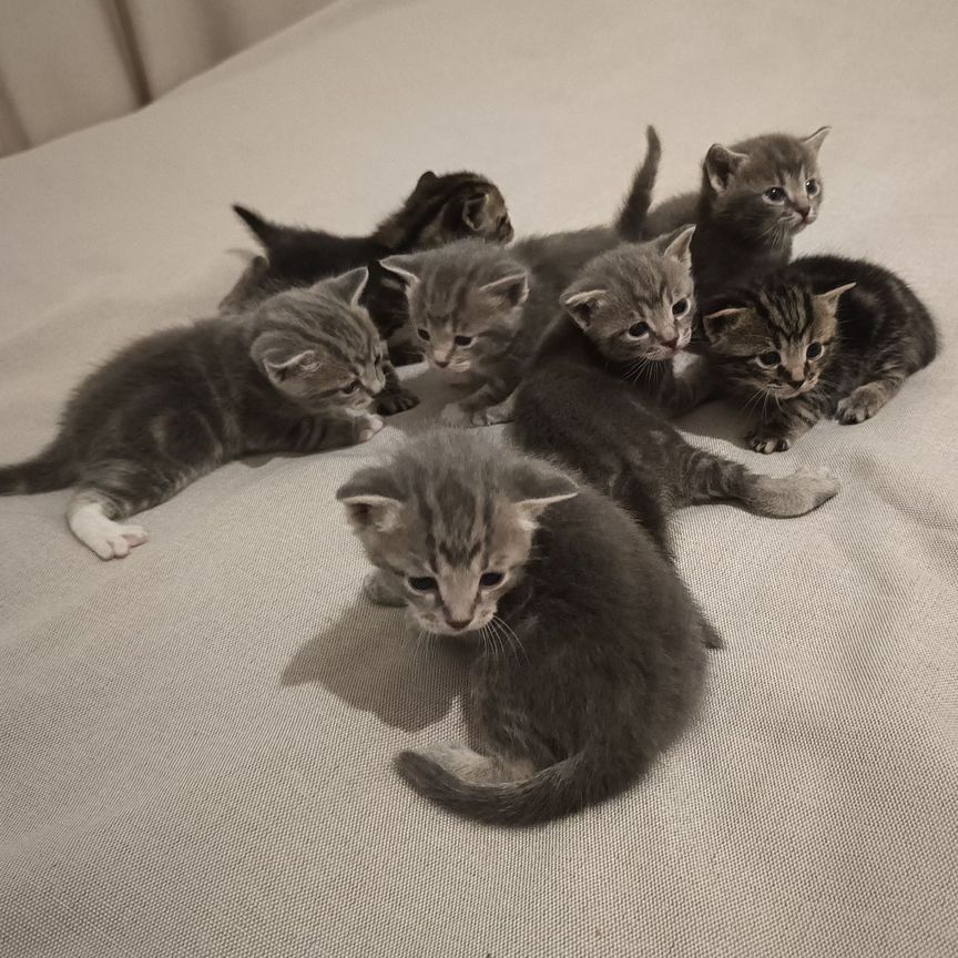 Котята Карельские Крестоносцы