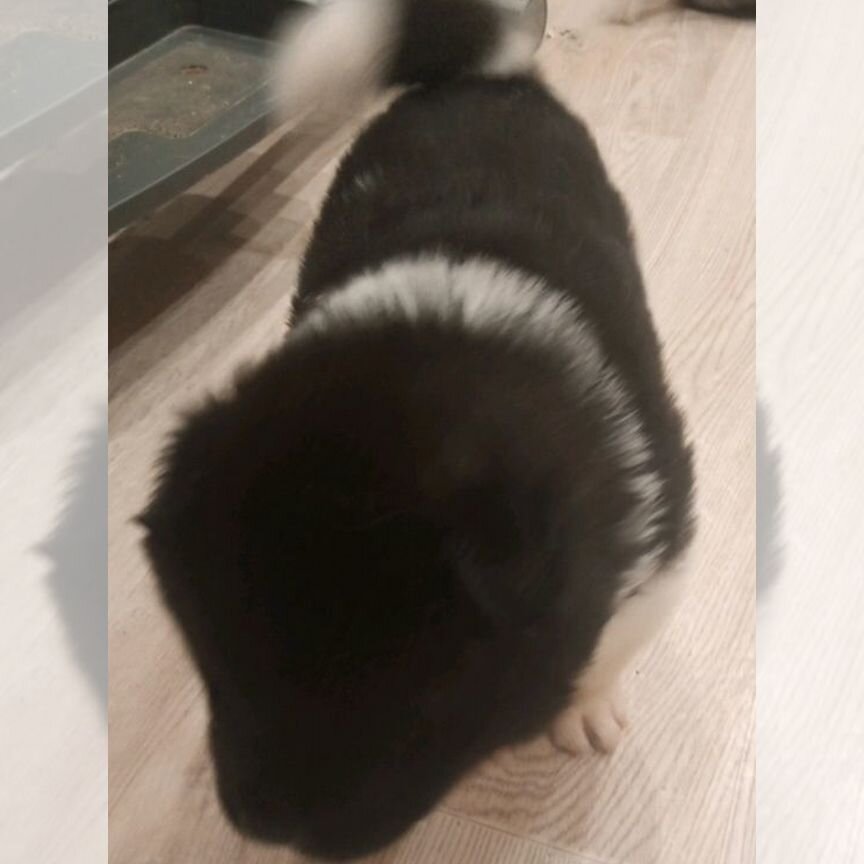 Американская акита, щенок