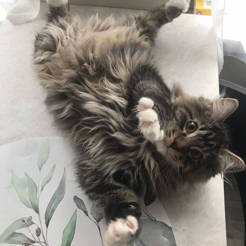 Котенок курильского бобтейла