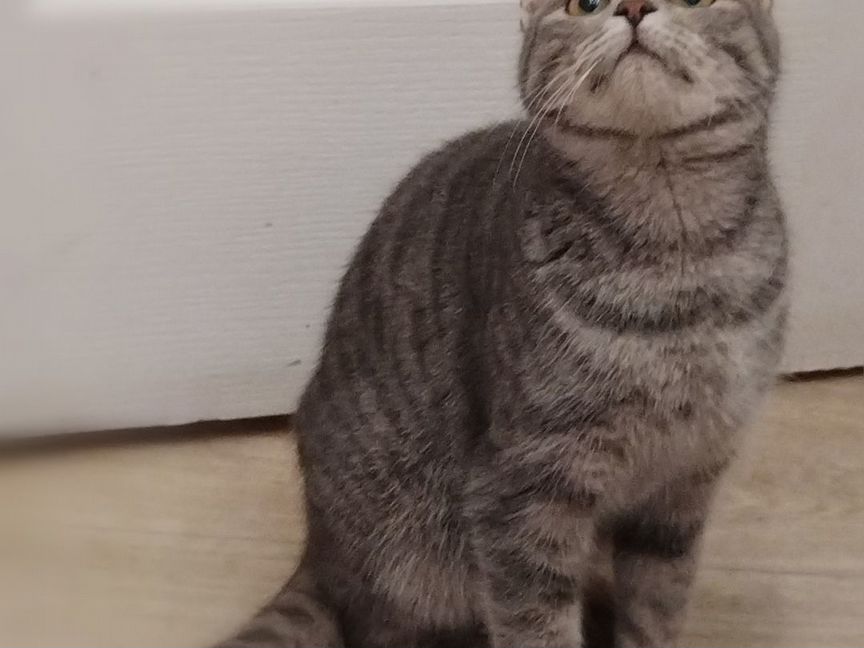 Кошечка подросток