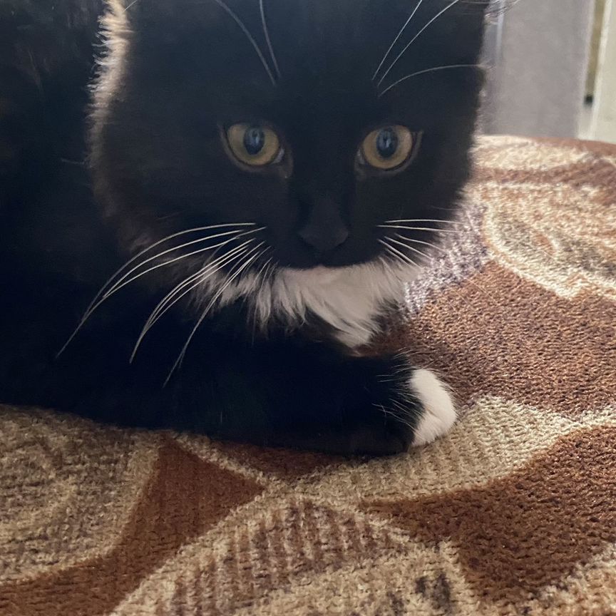 Котёнок в добрые руки