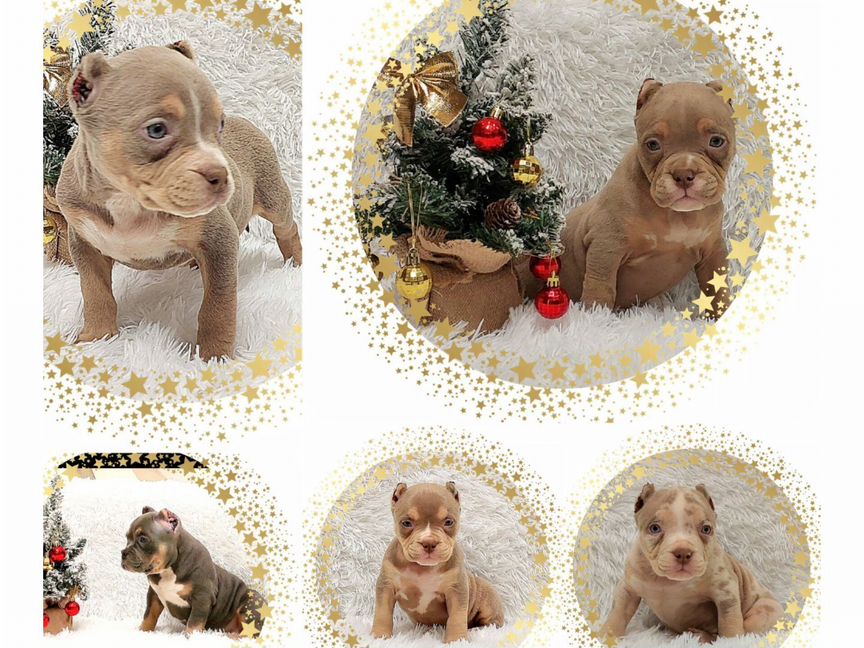 Щенки американского булли