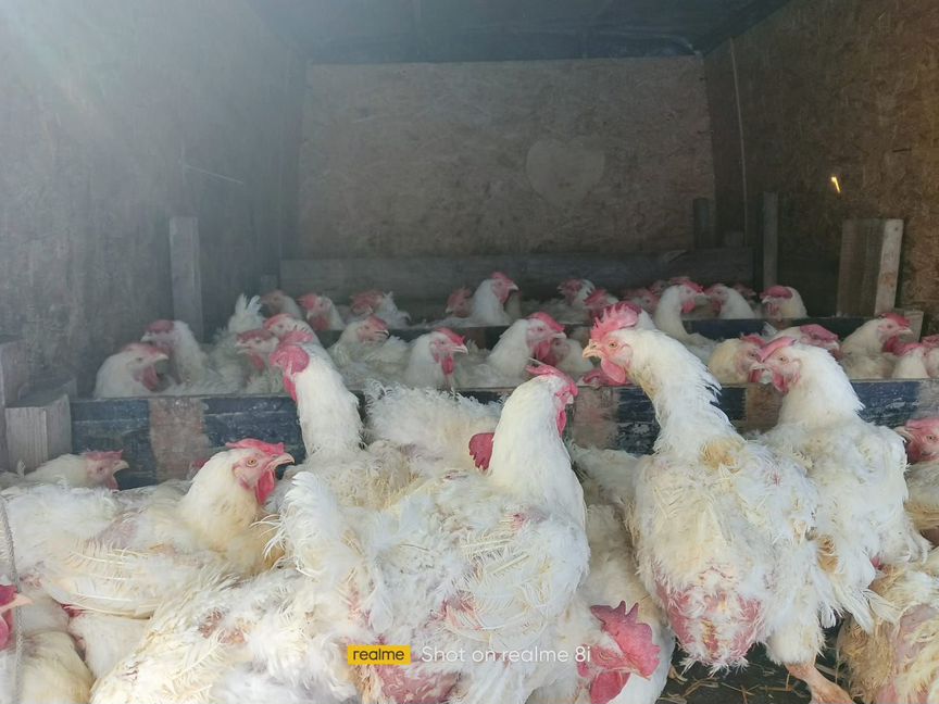 Маточный бройлер