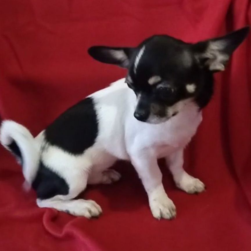 Чихуахуа, щенок