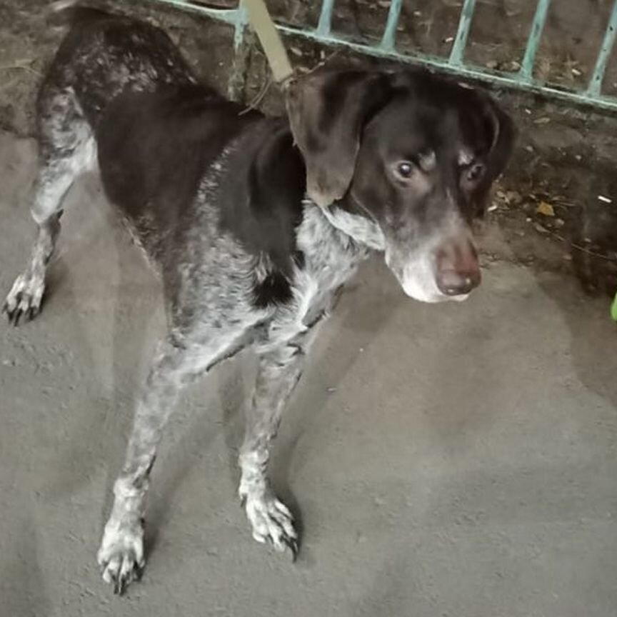 Ищем хозяина