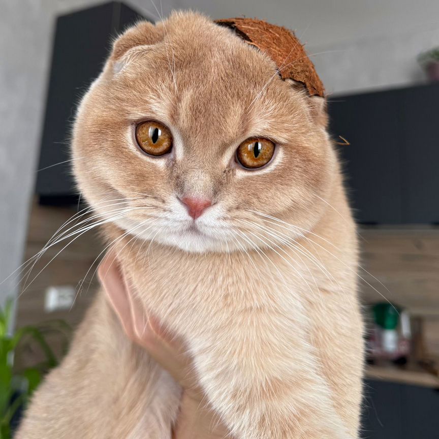 Шотландский вислоухий короткошёрстный кот, вязка