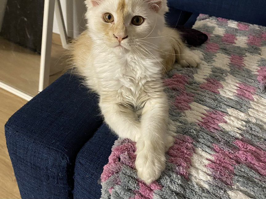 Котенок мейн кун редкого окраса