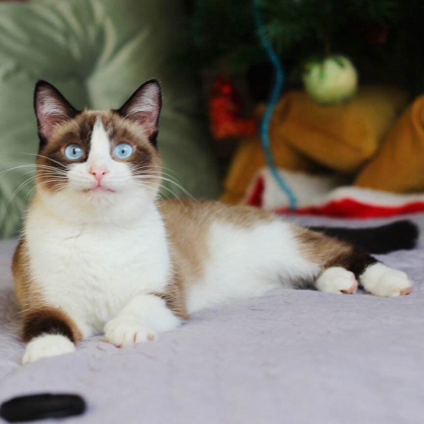 Кошка-улыбака-Файлин