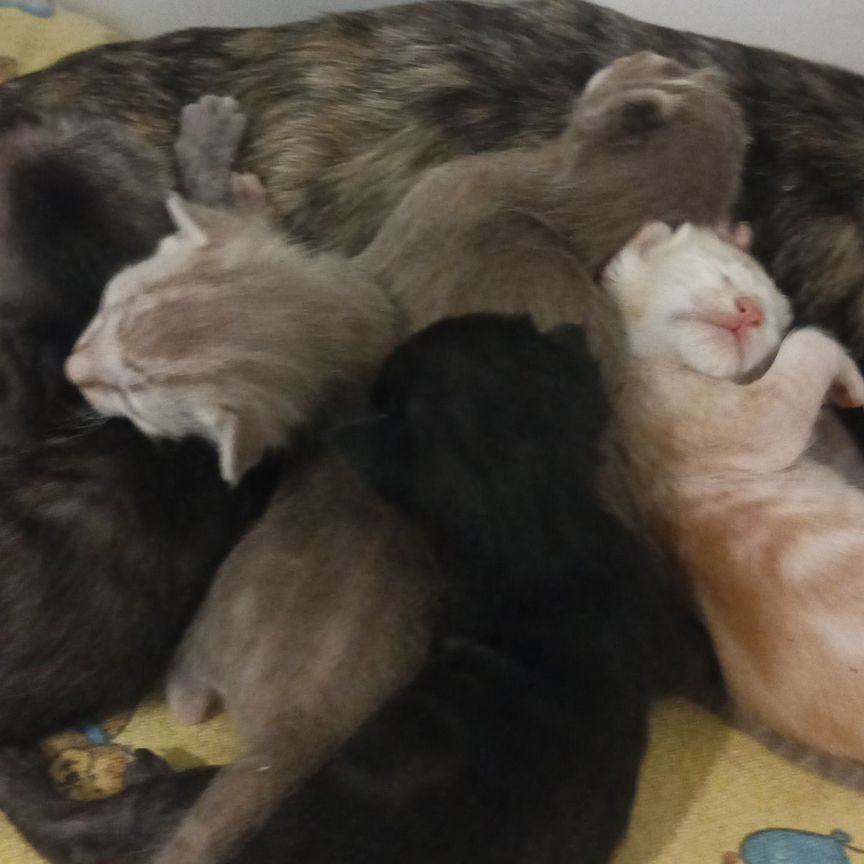 Ориентальные котята