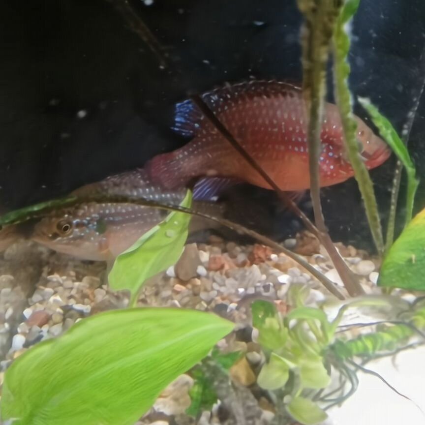 Хромис красавец