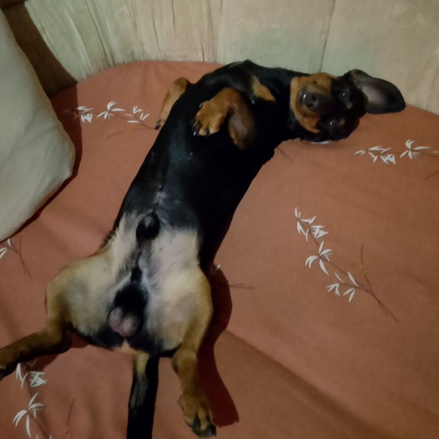 Такса кабель для вязки