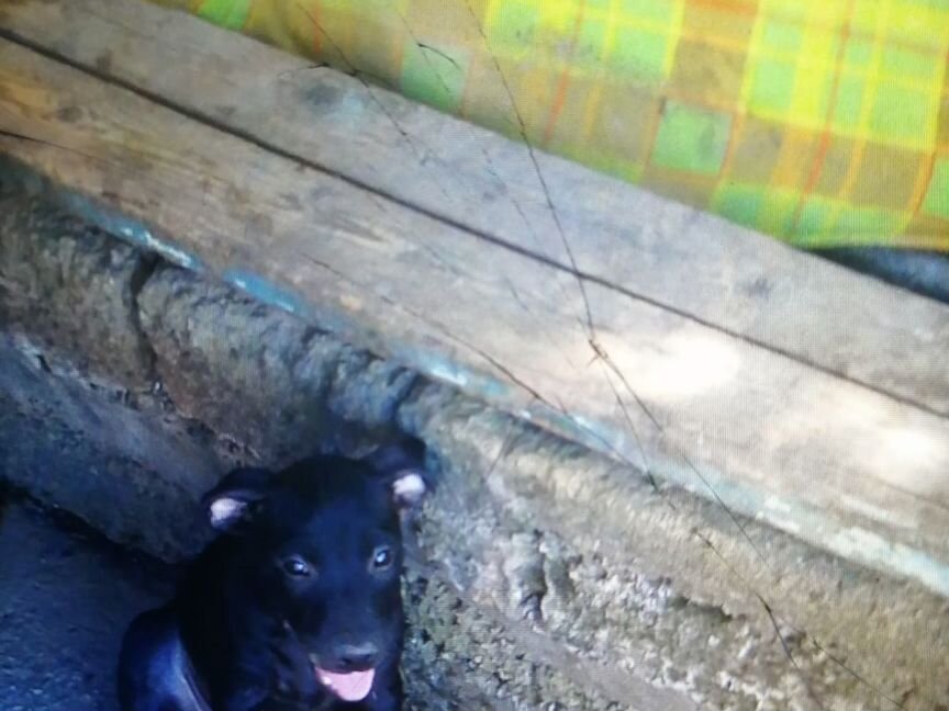 Щенок питбуль в добрые руки