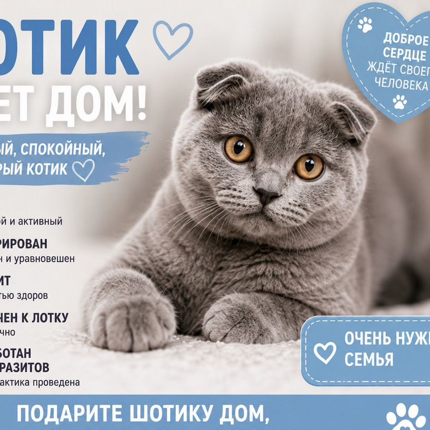 Шотландский вислоухий короткошёрстный, взрослый кот