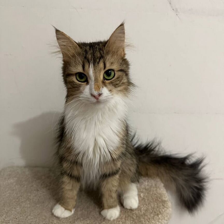 Кошка