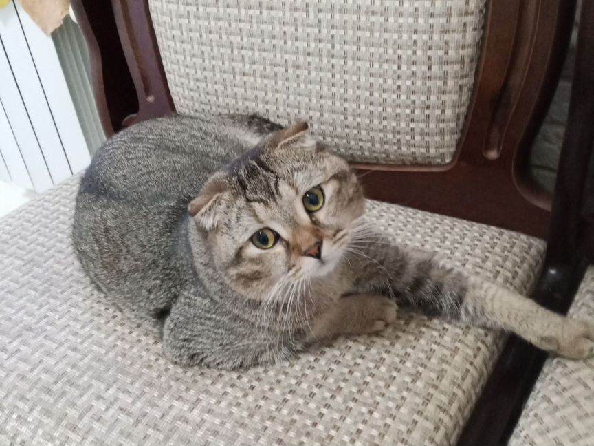 Шотландская шиншила вязка