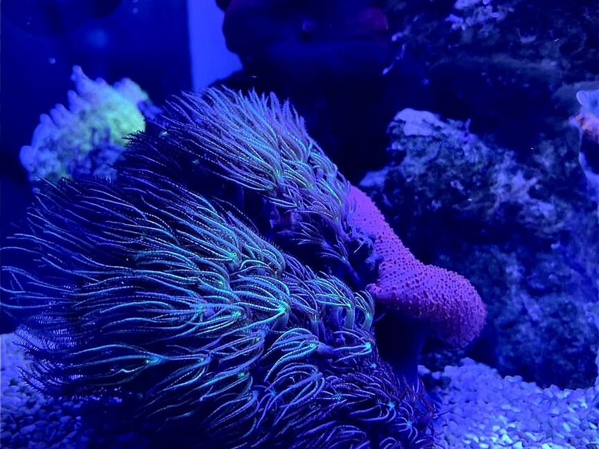 Клавулярия, дискоактиния красная