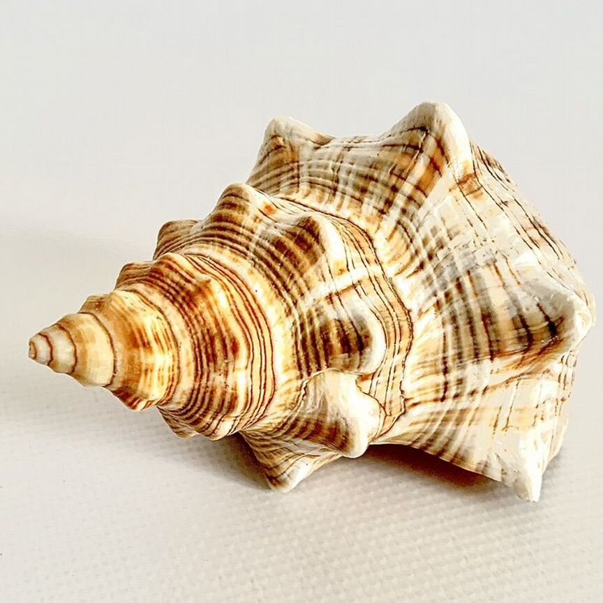 Ракушка с моря морские раковины