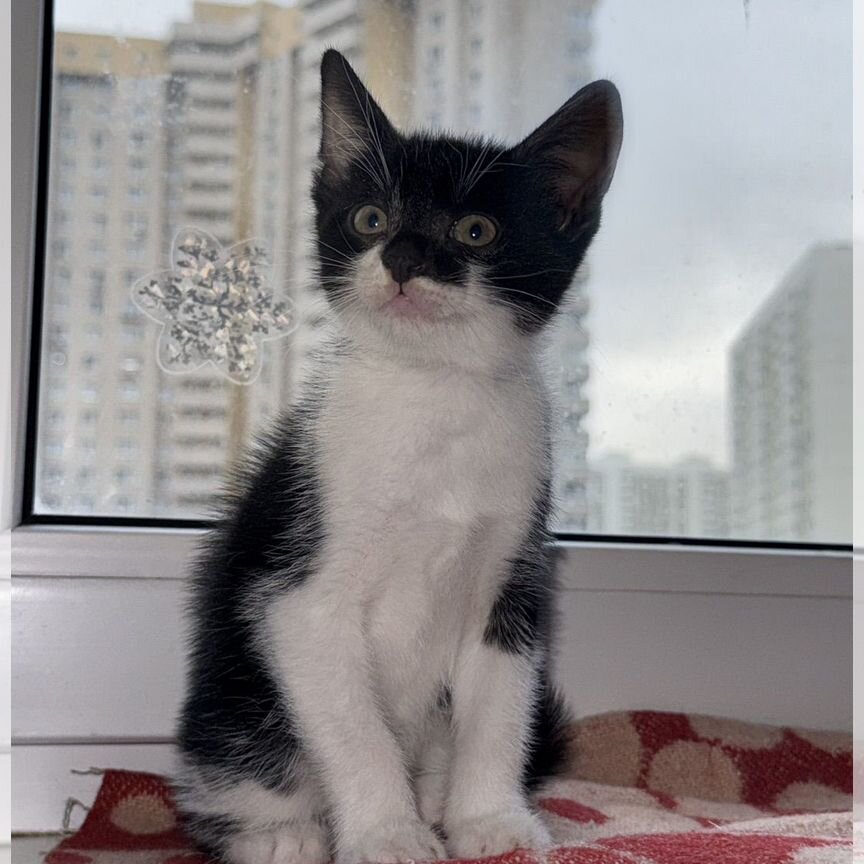 Котята в добрые руки приучены к лотку