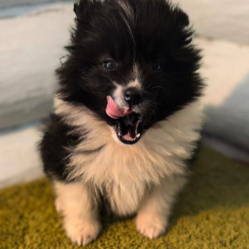 Самоедская лайка щенки