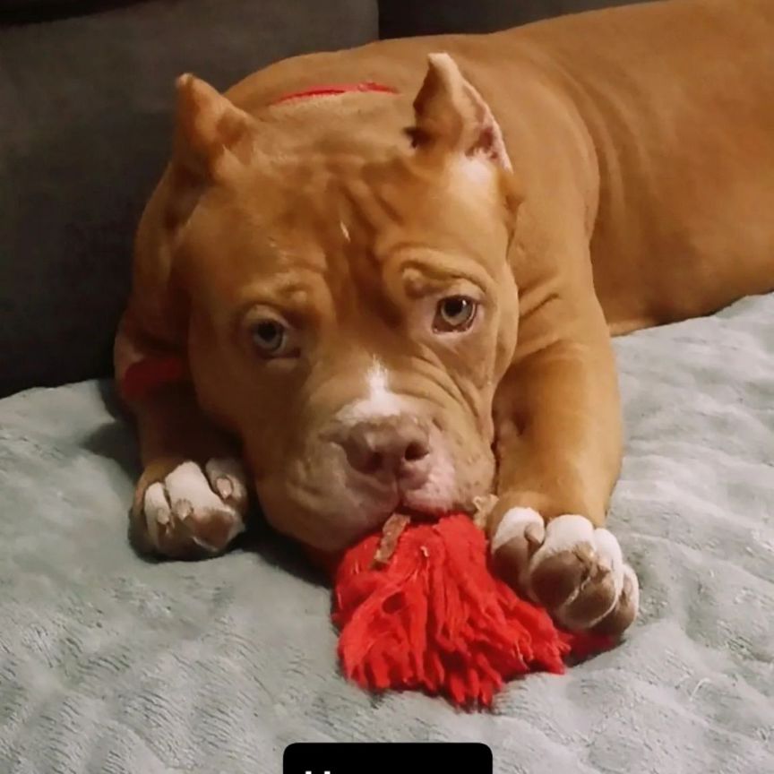 Американский булли, щенок