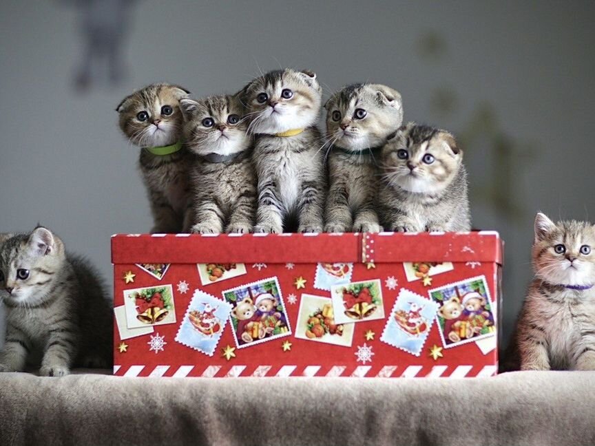 Шотландские котята золотые шиншиллы