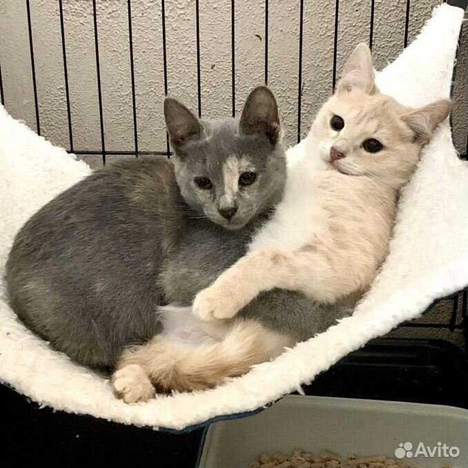 Котята Сэм и Линда ждут мам и пап