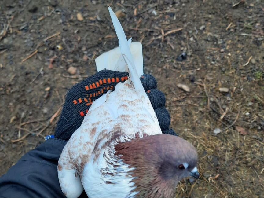 Бойные голуби