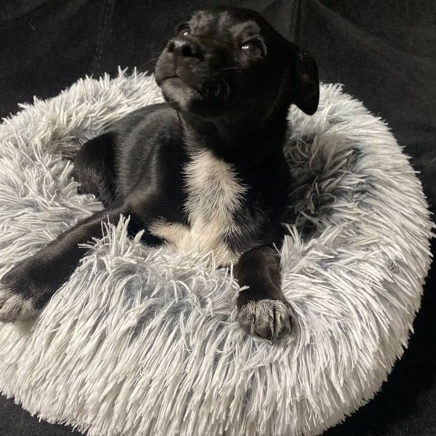 Щенок лапушка