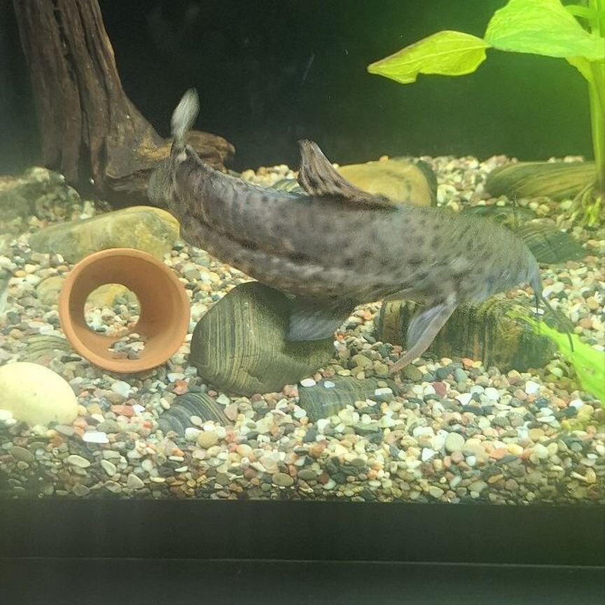 Сом таракатум