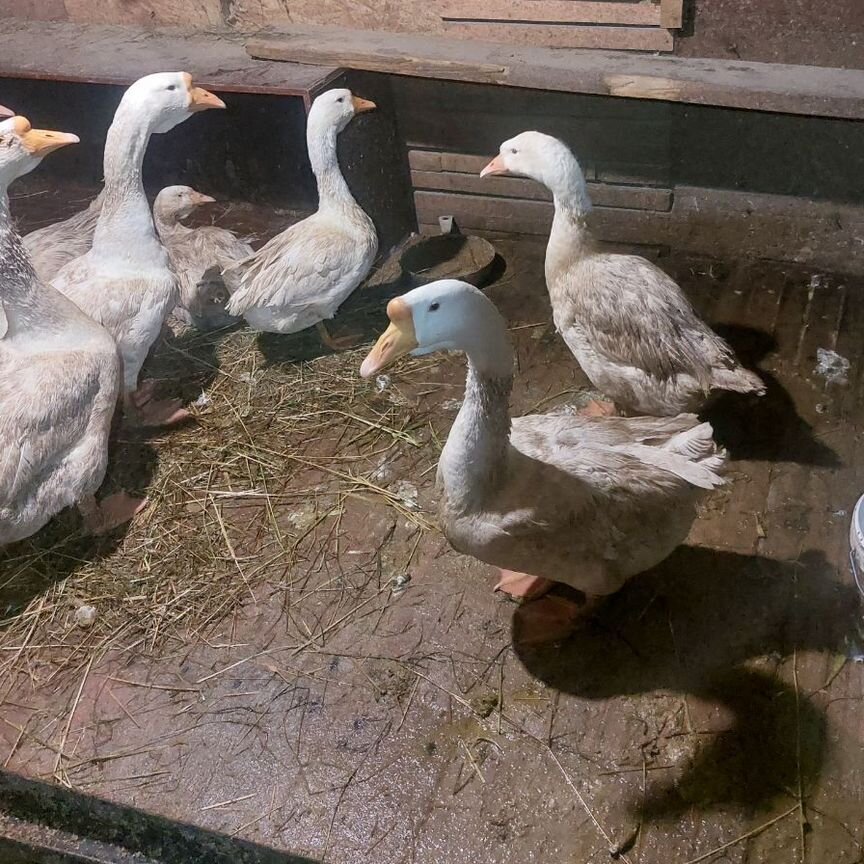 Гуси плроды линда