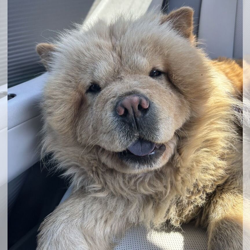 Чау-чау, взрослая собака