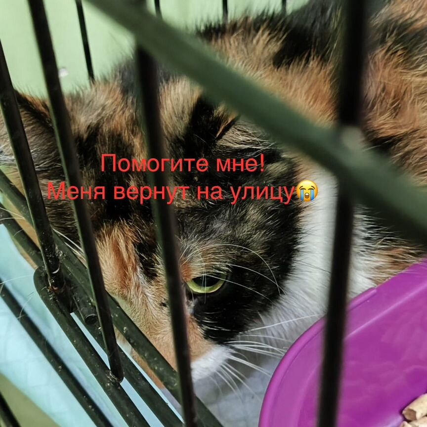 3 дня на поиск дома для Кисуни