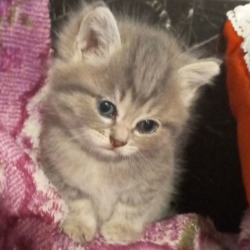 Беспородные котята