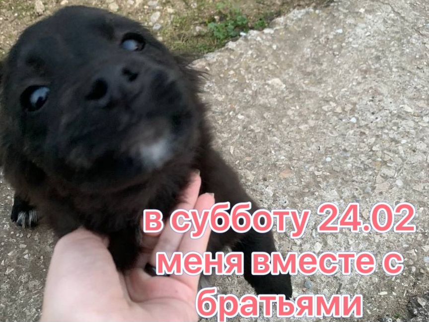 Щенков вывезут в эту субботу
