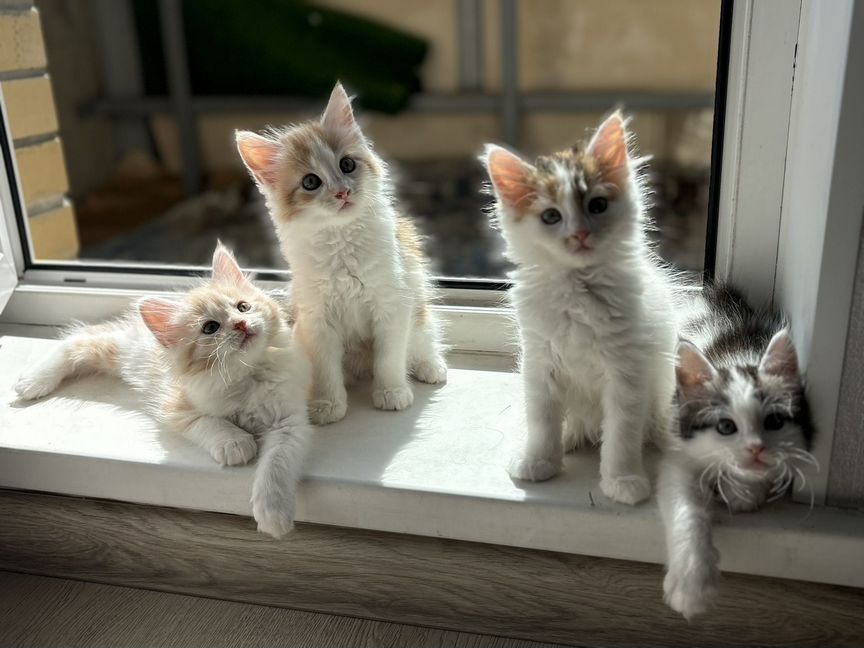 Котята мейн-кун 7500