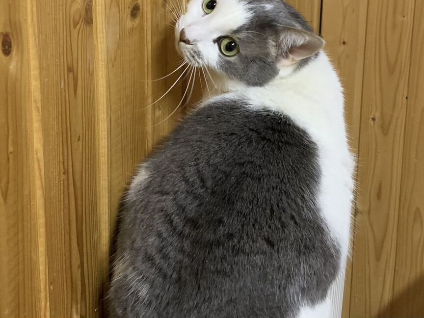 Кошка в дар
