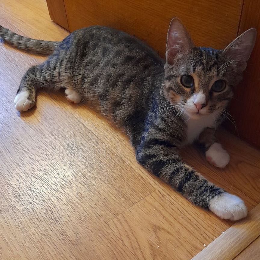 Котёнок в добрые руки