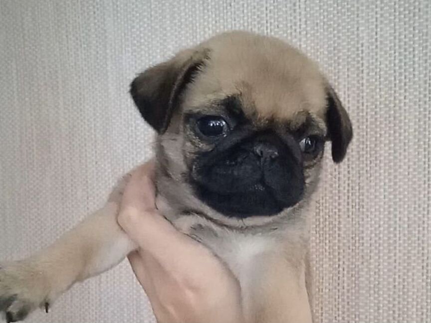 Щенок мопса