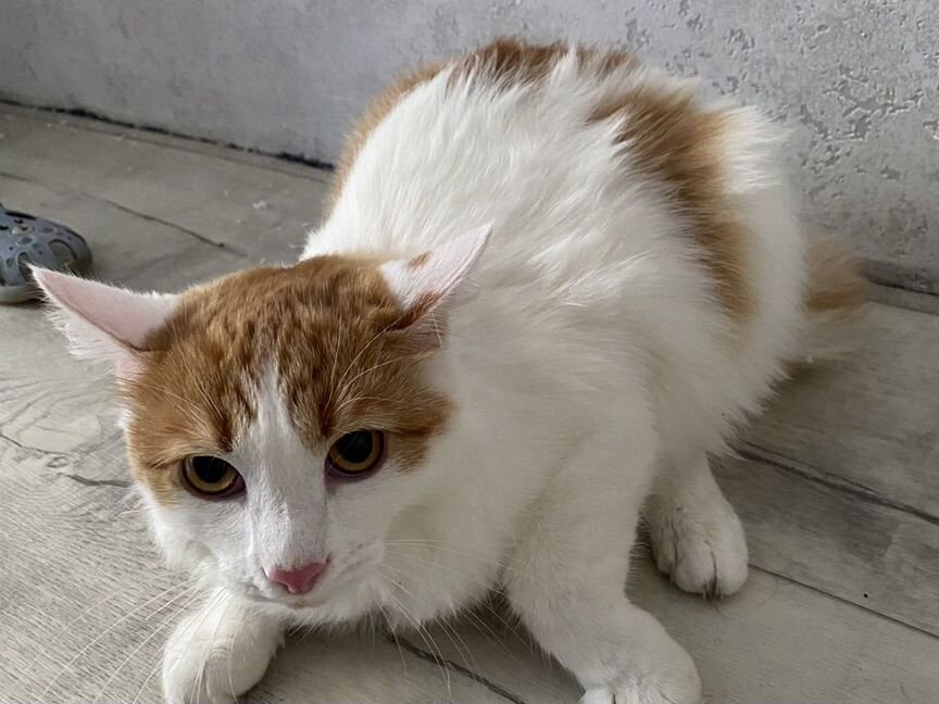 Кот кастрированный бесплатно