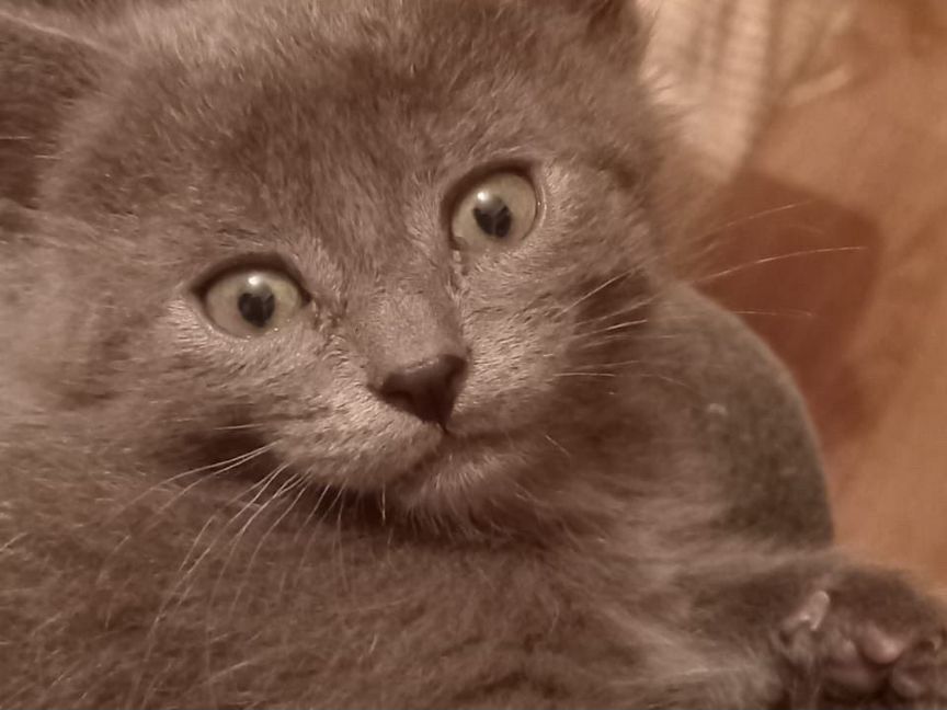 Котята ищут своих родителей